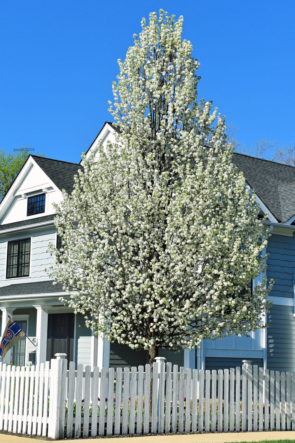 Nature Photography: FLOWERS & GARDENS. (54 Photos). - CORRIDORS│An ...