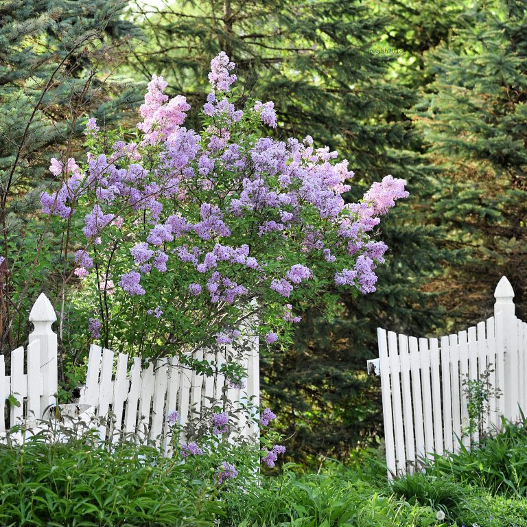 Nature Photography: FLOWERS & GARDENS. (49 Photos). - CORRIDORS│An ...
